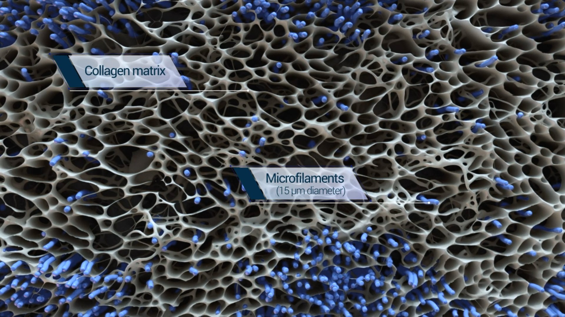 BIOBRACE TECHNOLOGY - XVIVO